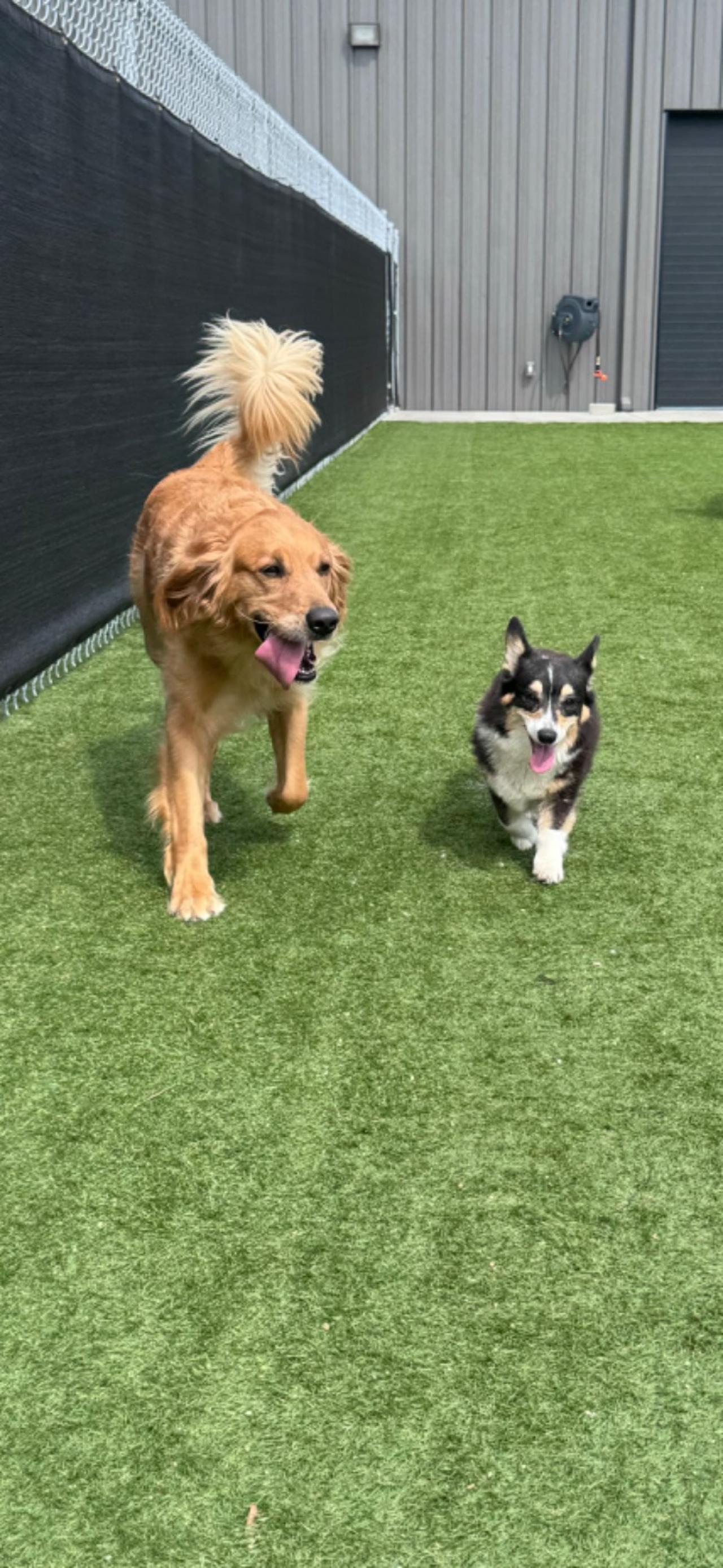 Rowdy Ruff House | Paw Partner