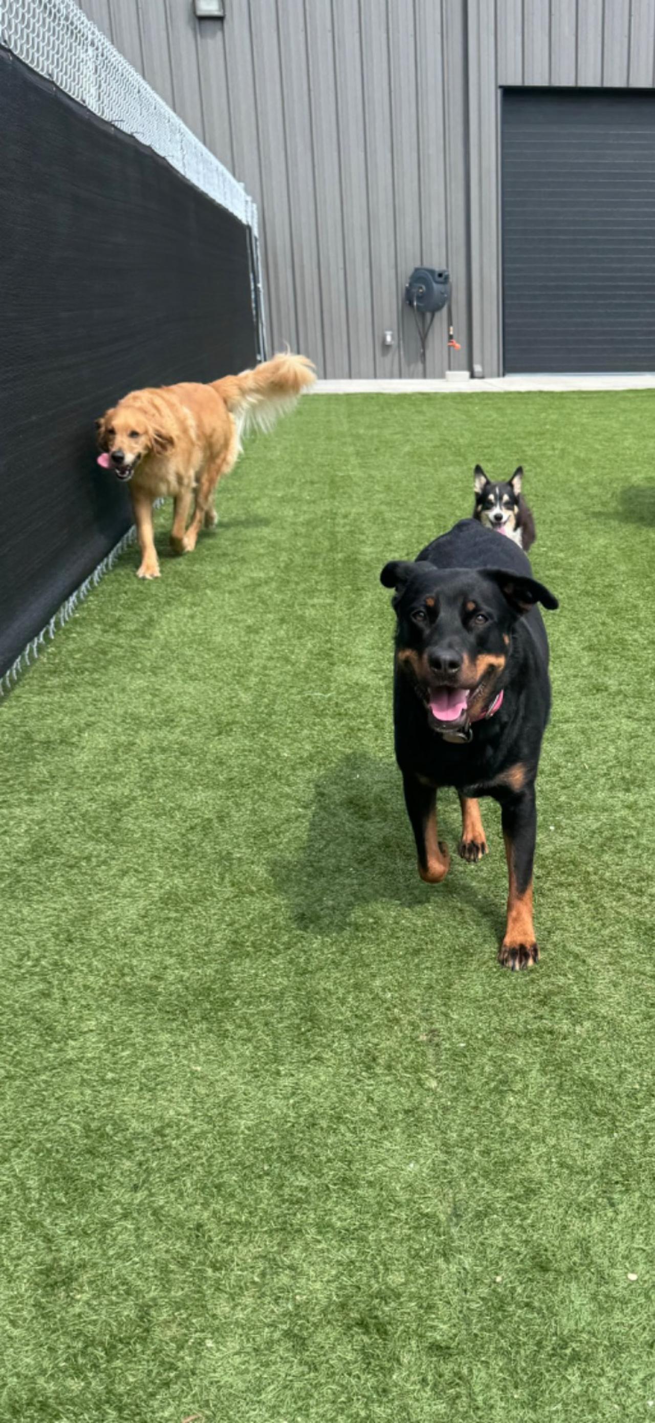 Rowdy Ruff House | Paw Partner