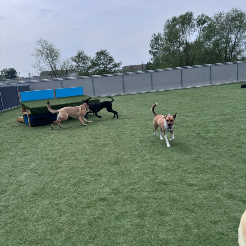 Rowdy Ruff House | Paw Partner