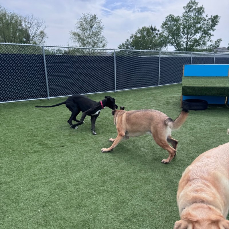 Rowdy Ruff House | Paw Partner