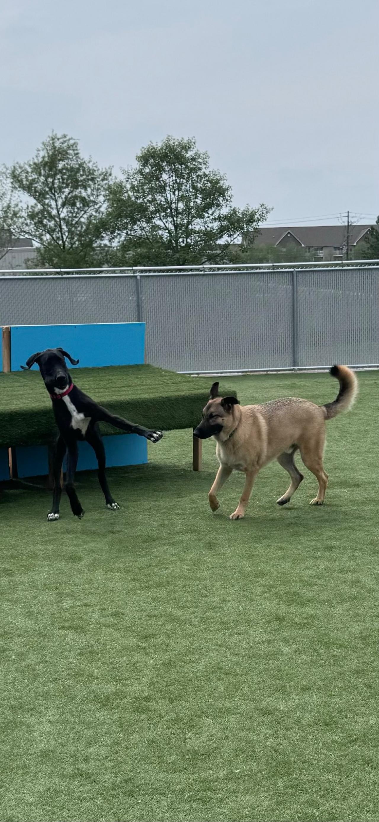 Rowdy Ruff House | Paw Partner