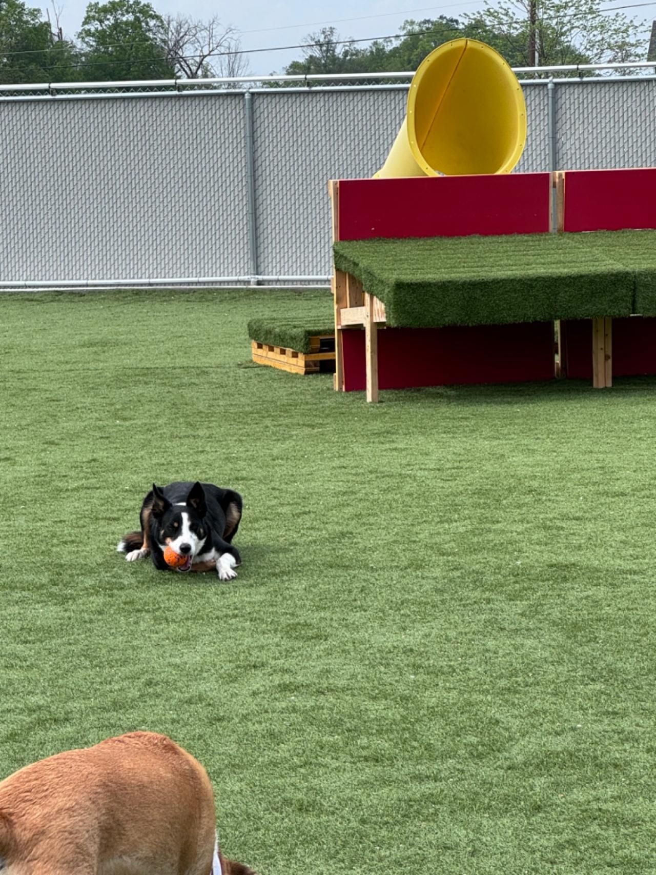 Rowdy Ruff House | Paw Partner