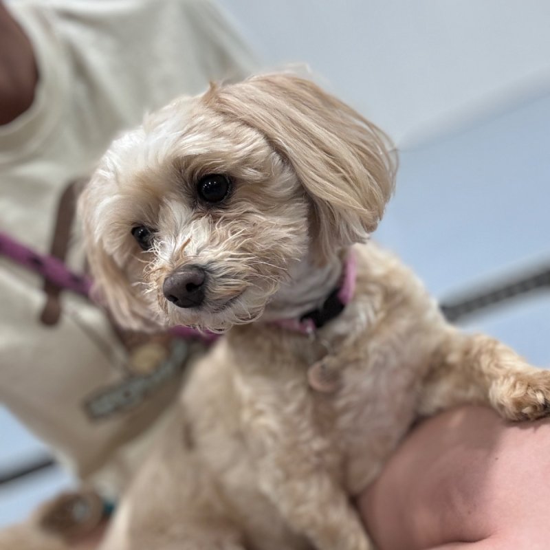 Rowdy Ruff House | Paw Partner