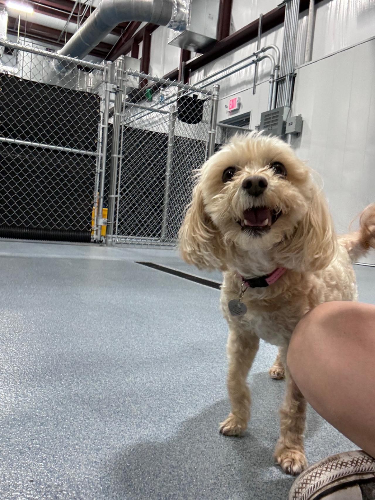 Rowdy Ruff House | Paw Partner