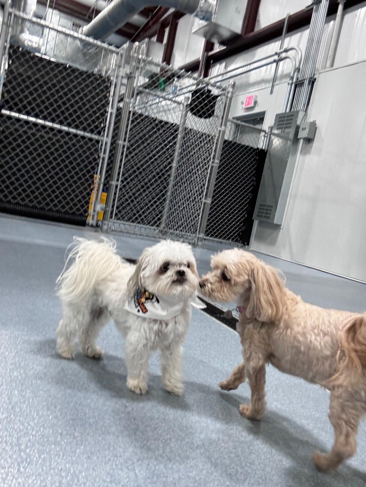 Rowdy Ruff House | Paw Partner