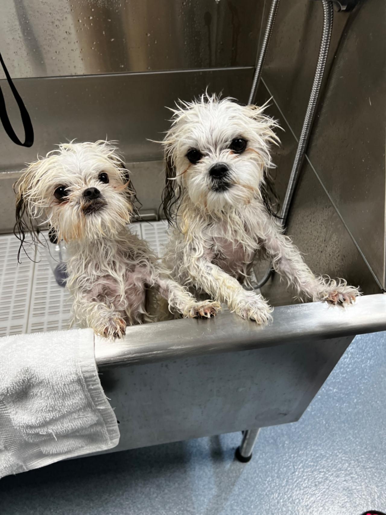 Rowdy Ruff House | Paw Partner