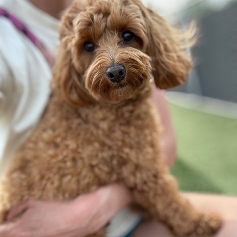 Rowdy Ruff House | Paw Partner