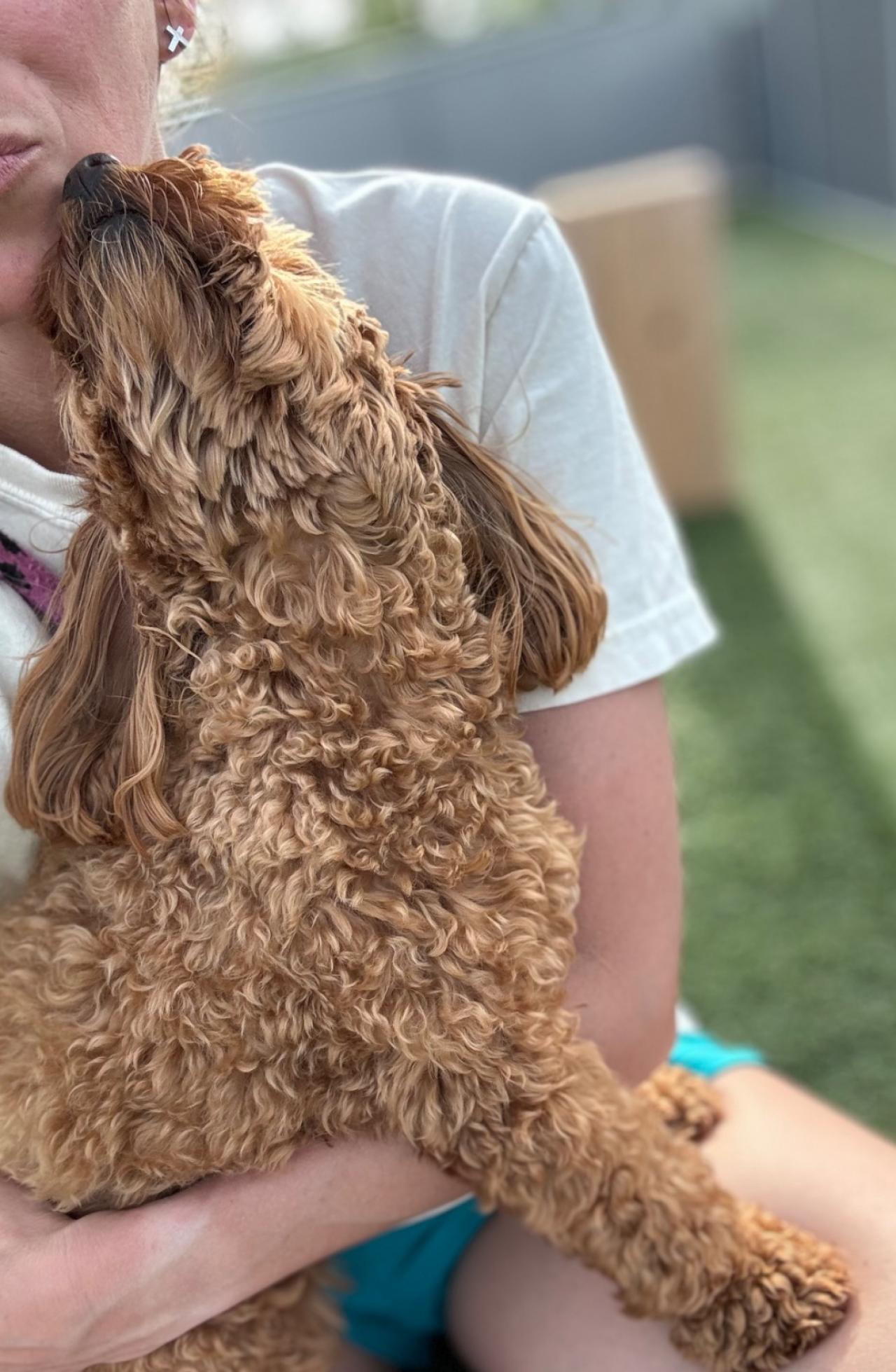 Rowdy Ruff House | Paw Partner