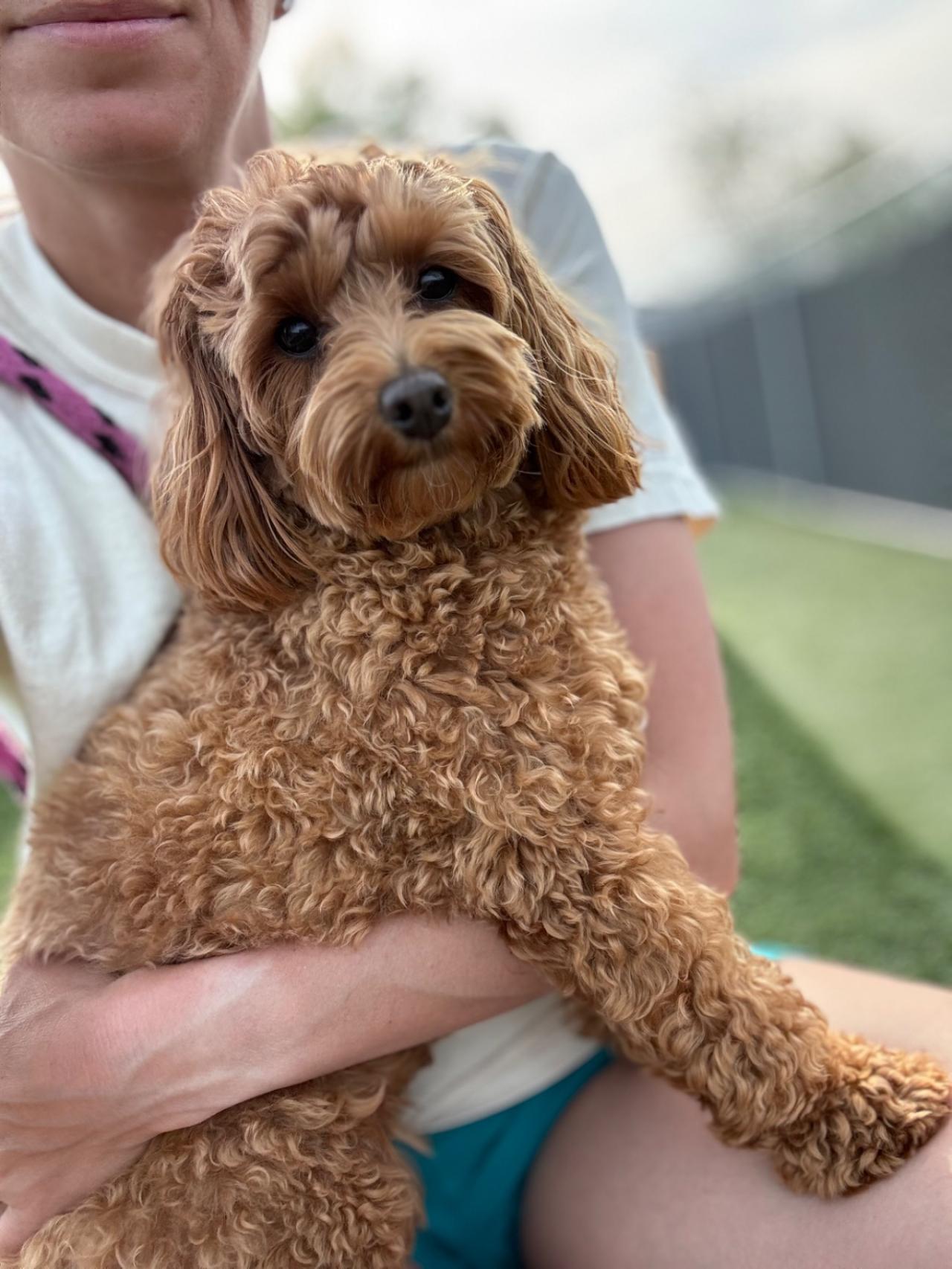 Rowdy Ruff House | Paw Partner