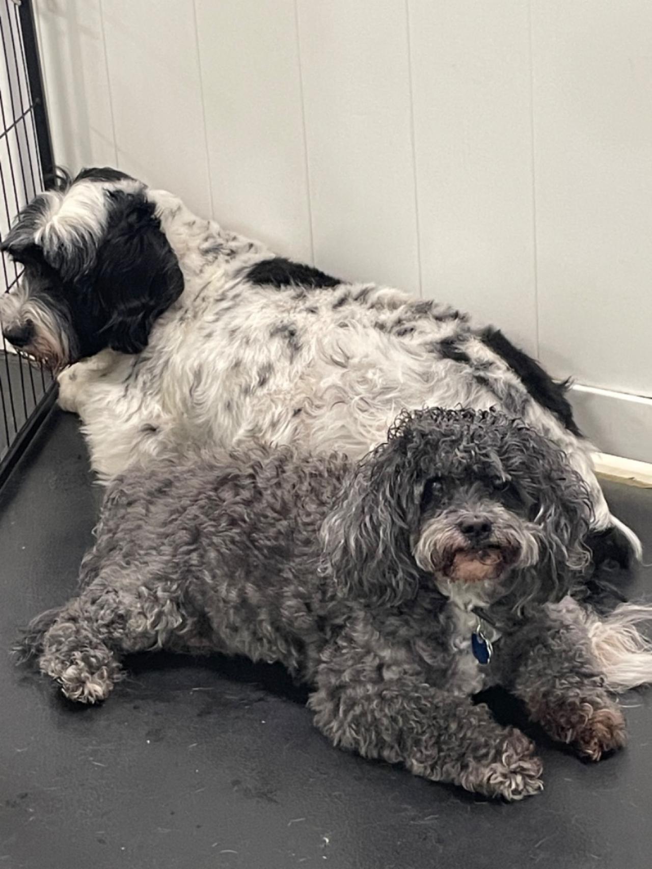 The Spotted Dog | Paw Partner
