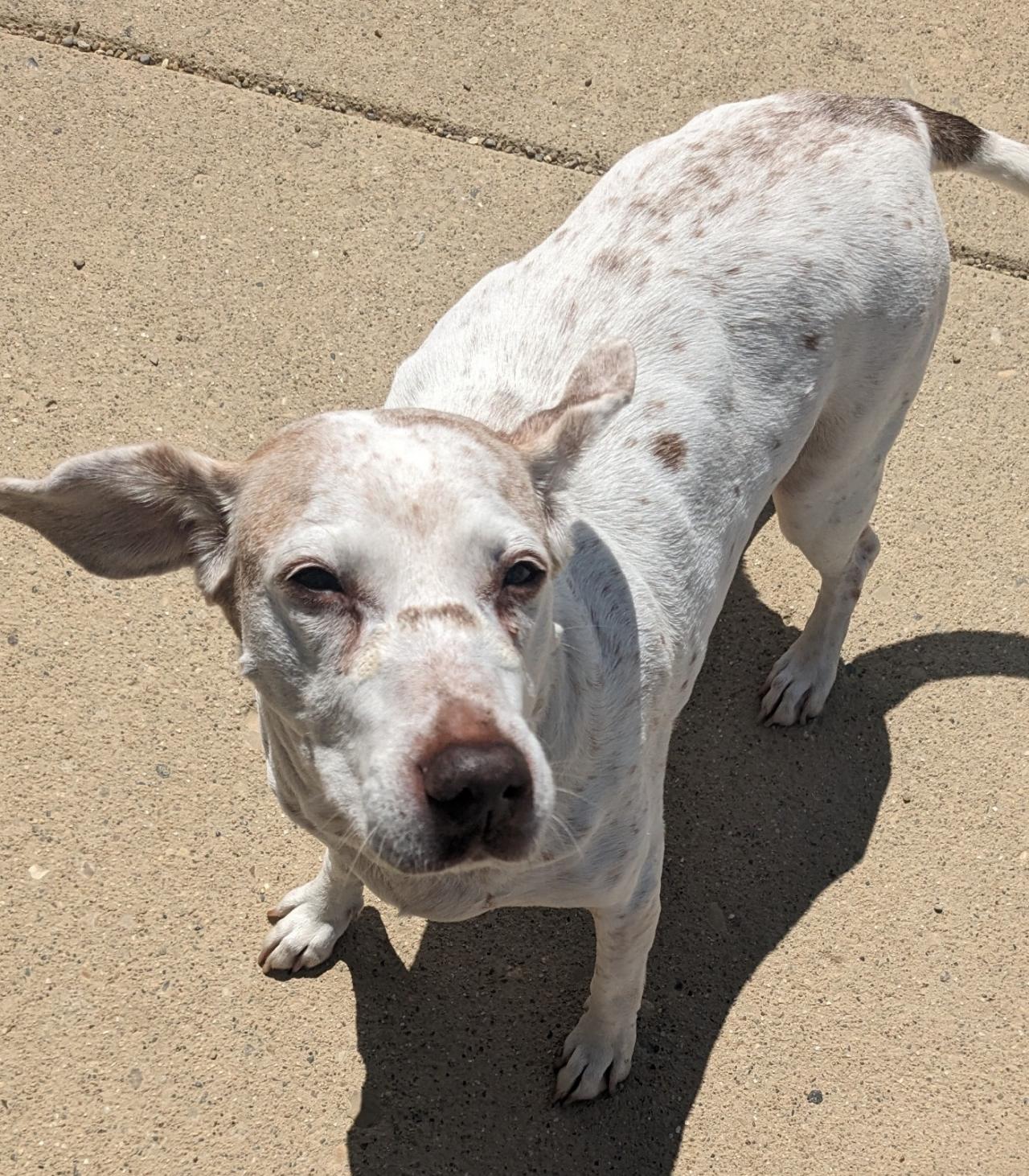 Four Paws Salon & Retreat | Paw Partner