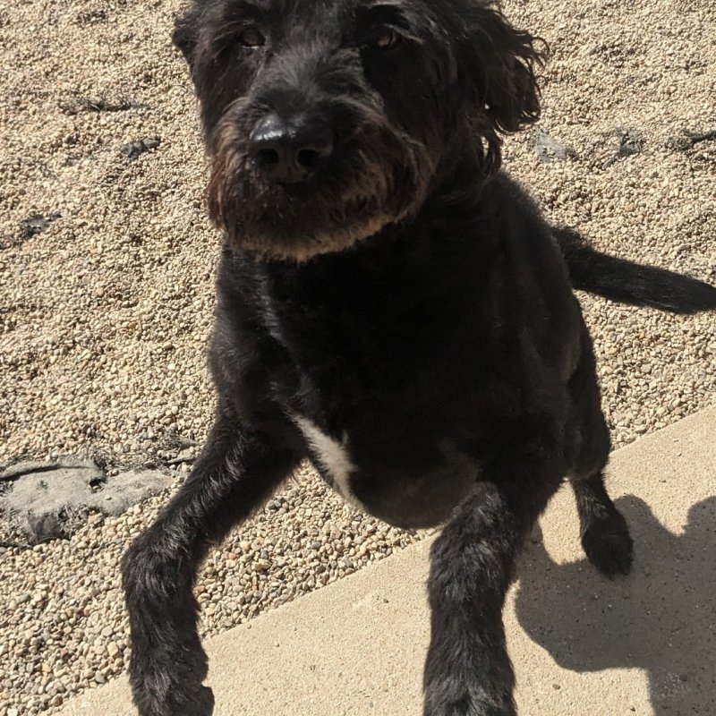 Four Paws Salon & Retreat | Paw Partner