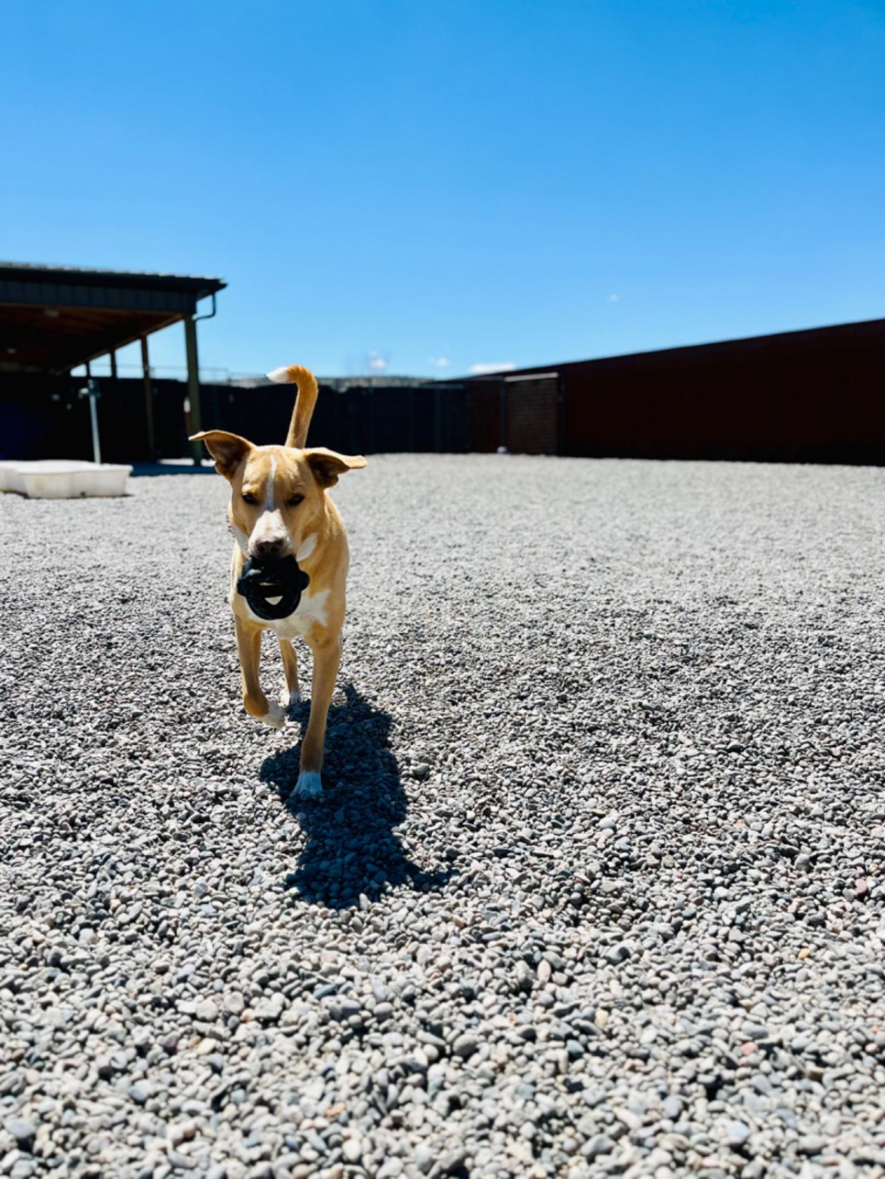 Iron Will Dog Lodge | Paw Partner