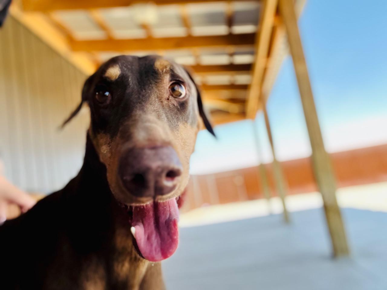 Iron Will Dog Lodge | Paw Partner