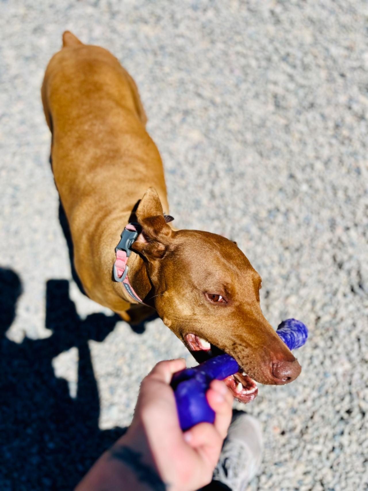 Iron Will Dog Lodge | Paw Partner