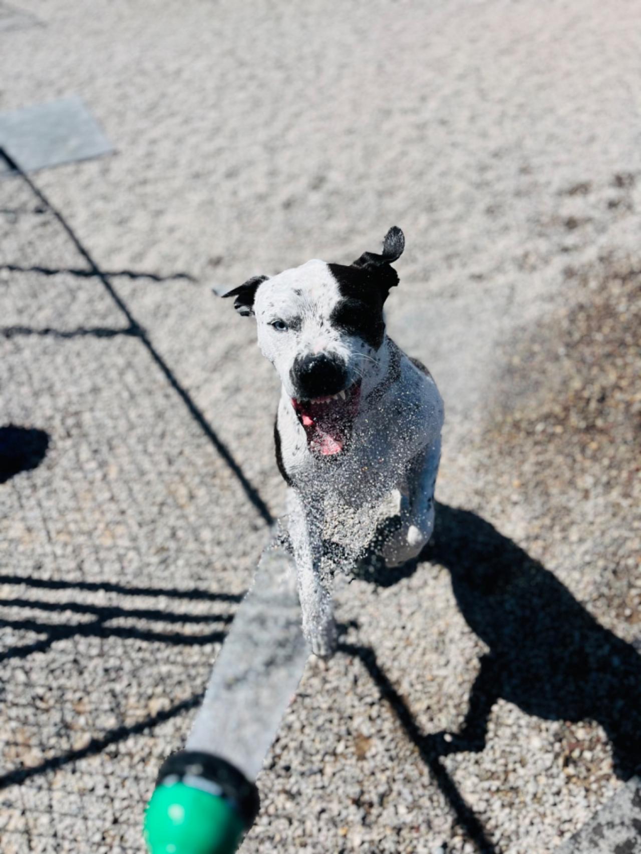 Iron Will Dog Lodge | Paw Partner