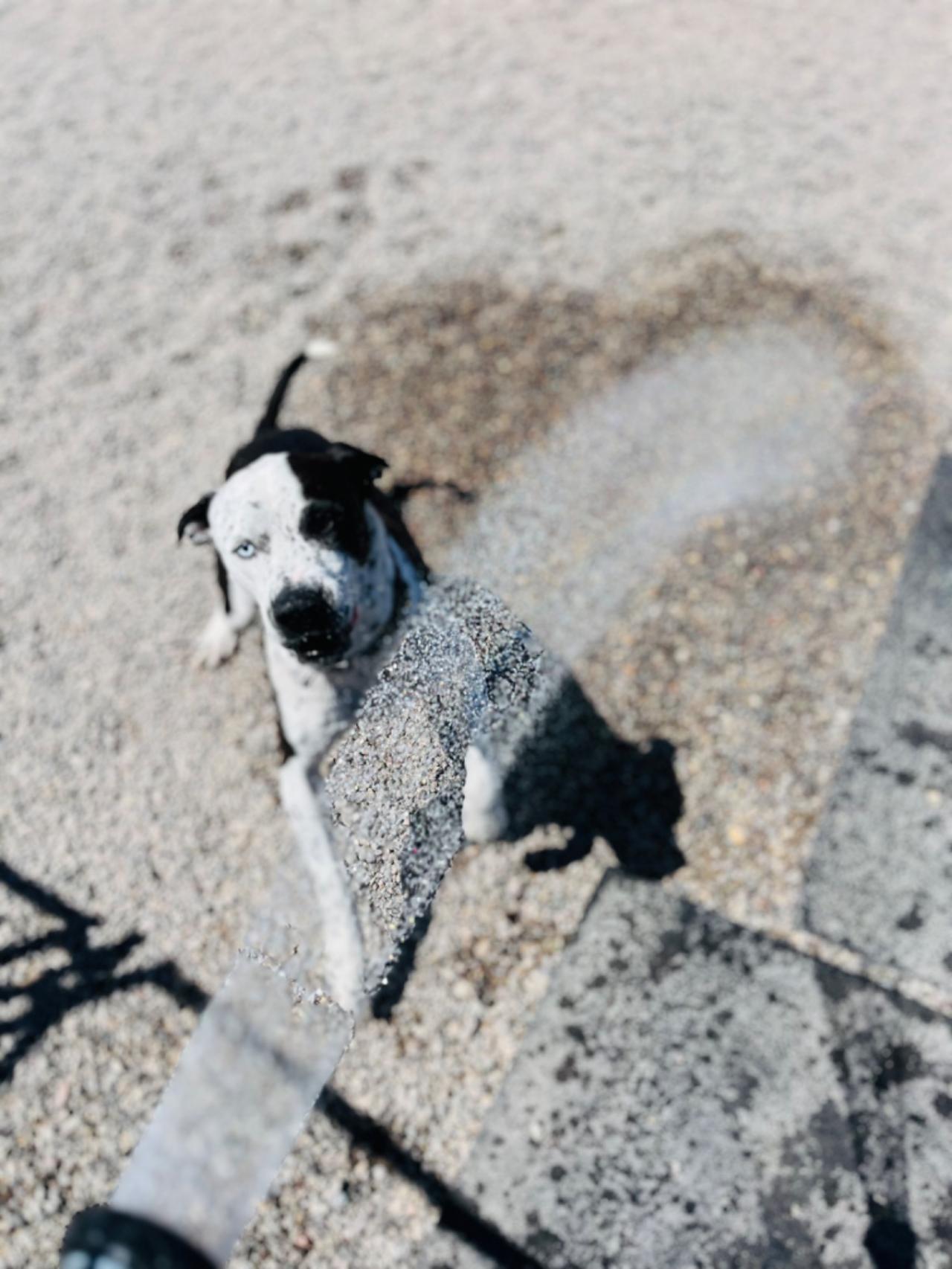 Iron Will Dog Lodge | Paw Partner