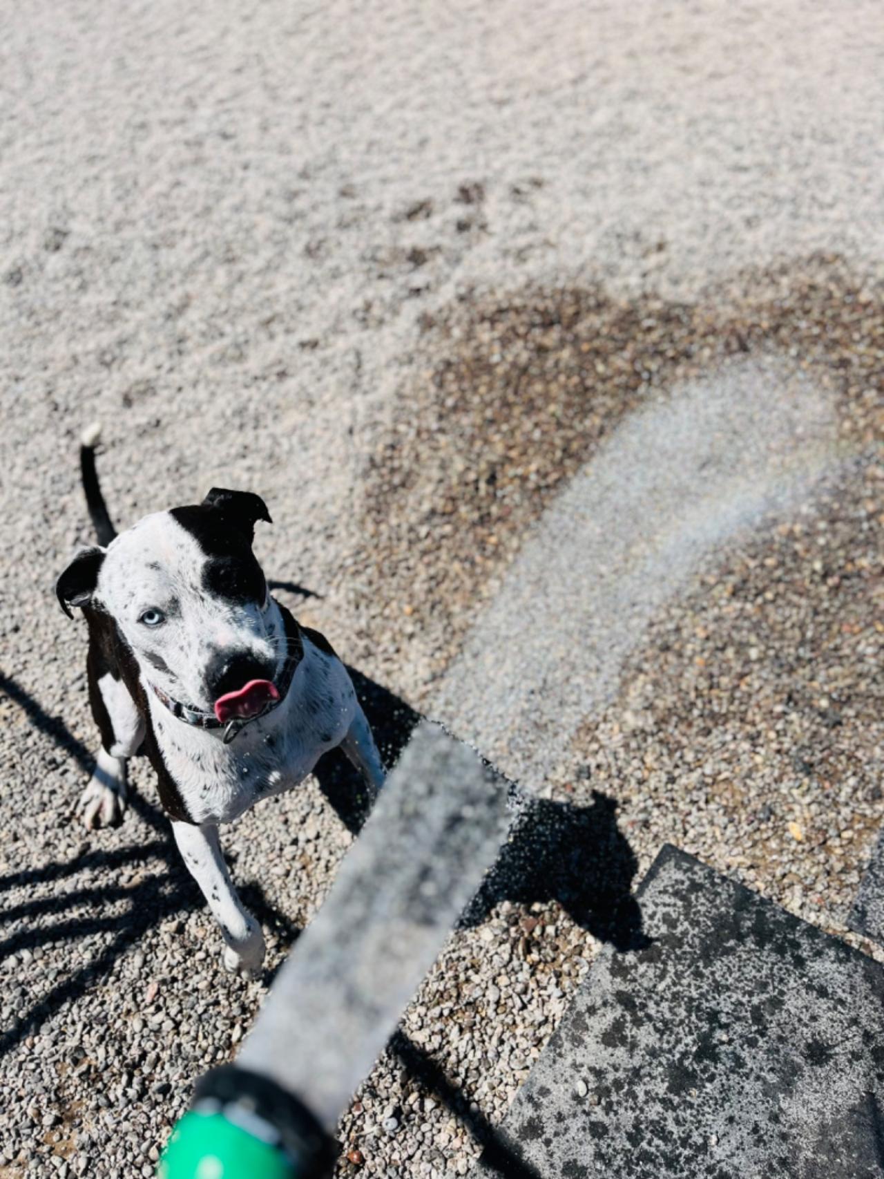 Iron Will Dog Lodge | Paw Partner