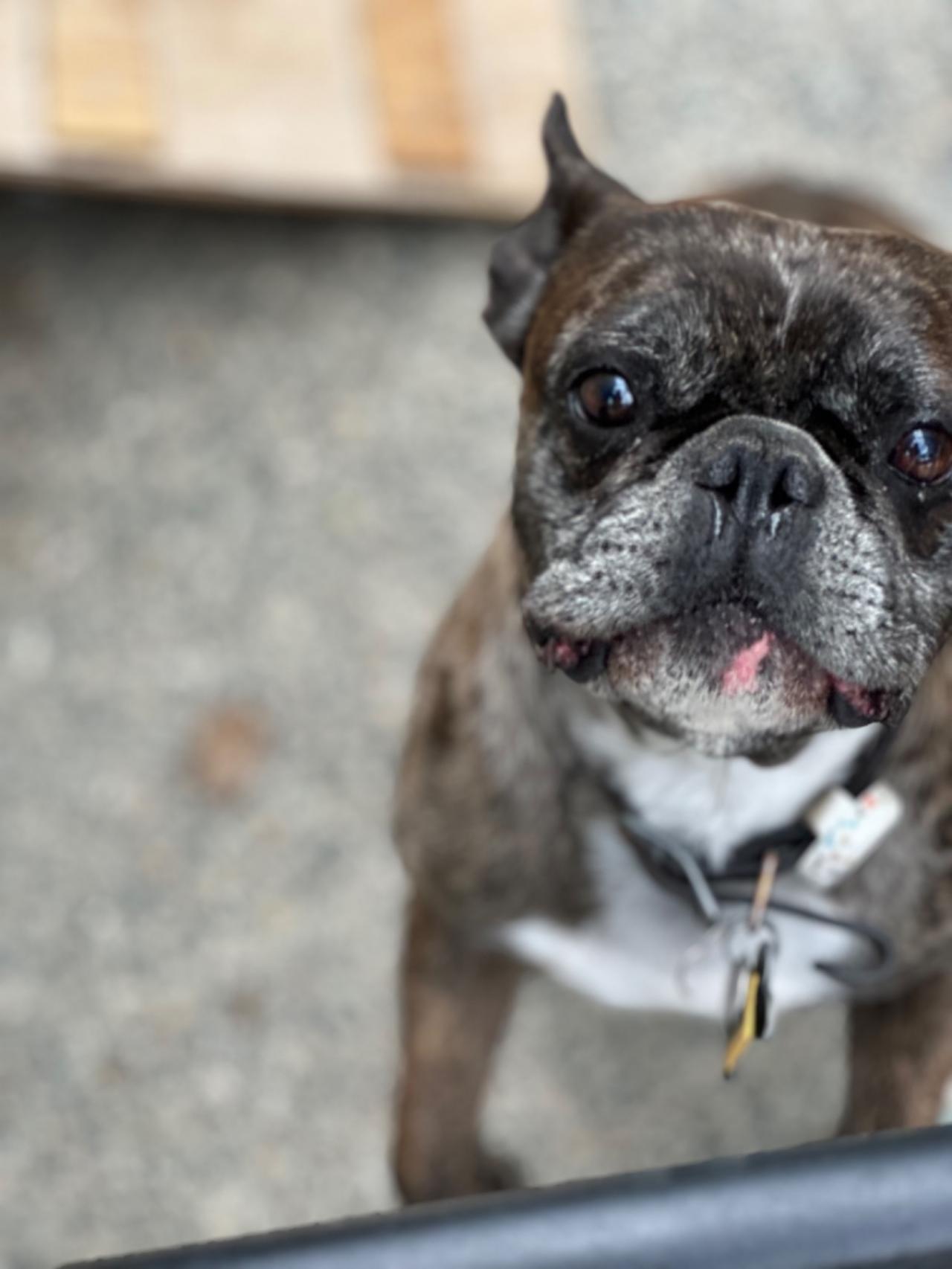 Apple Acres Pet Resort | Paw Partner