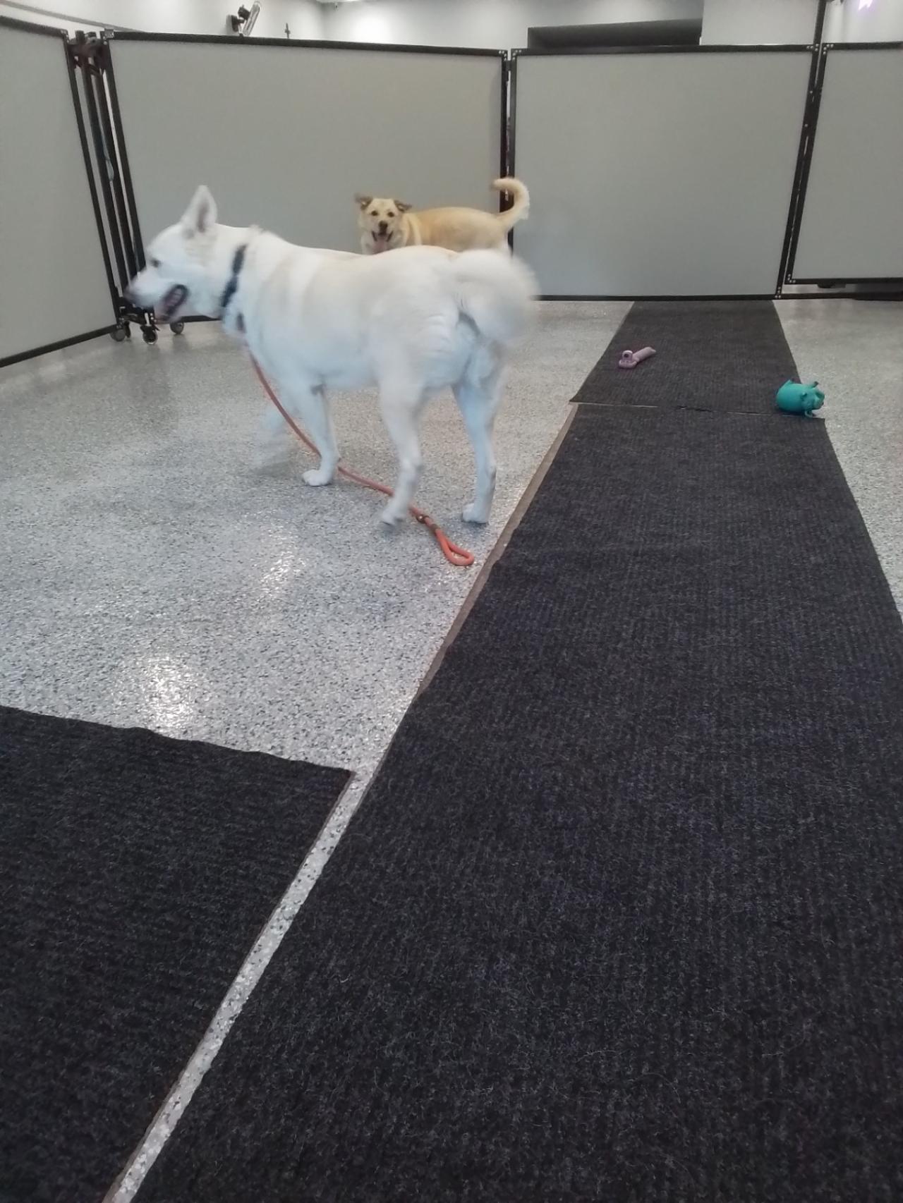 Paws & Beyond LLC | Paw Partner