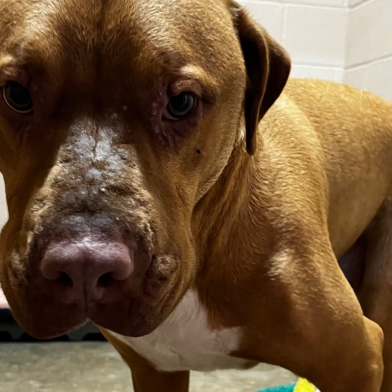 Shadowood Pet Resort | Paw Partner