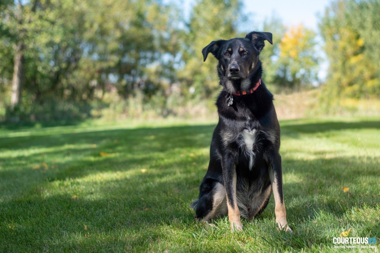 Courteous k9 | Paw Partner
