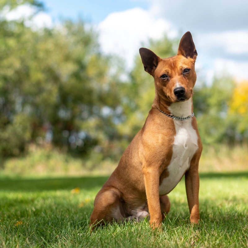 Courteous k9 | Paw Partner