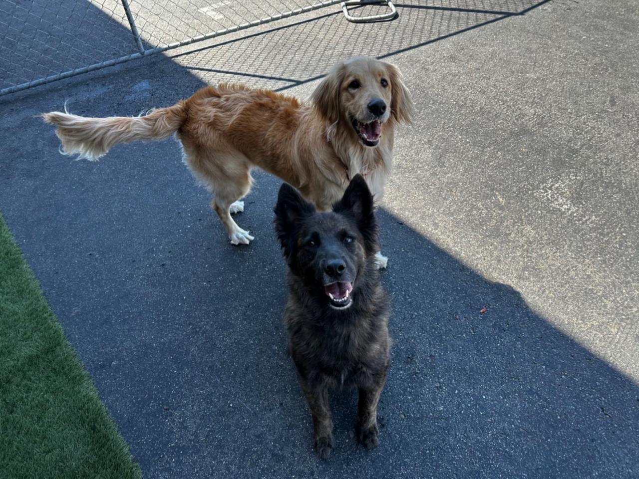 Paws And Claws Pet Resort | Paw Partner
