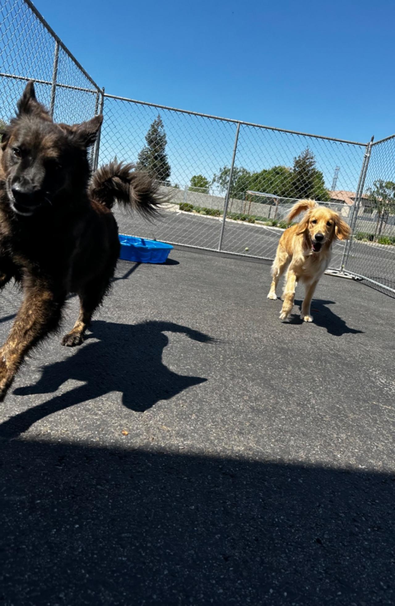 Paws And Claws Pet Resort | Paw Partner