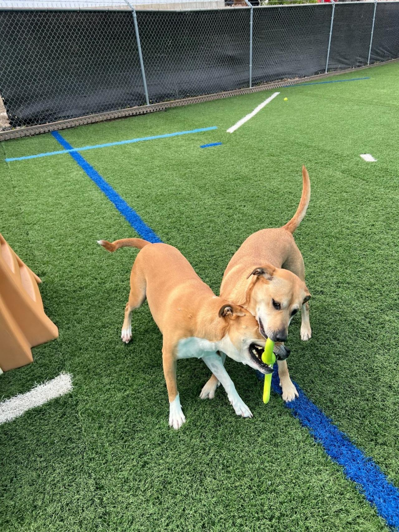 Urban Tails | Paw Partner