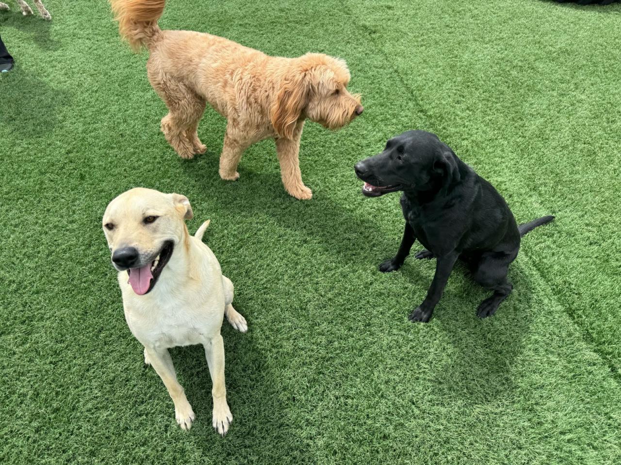 Urban Tails | Paw Partner