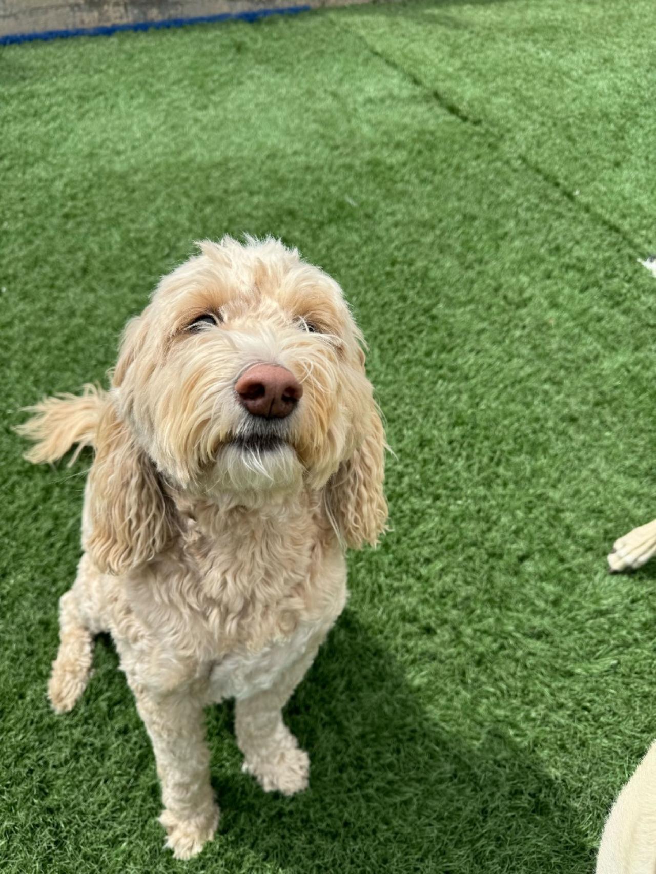 Urban Tails | Paw Partner