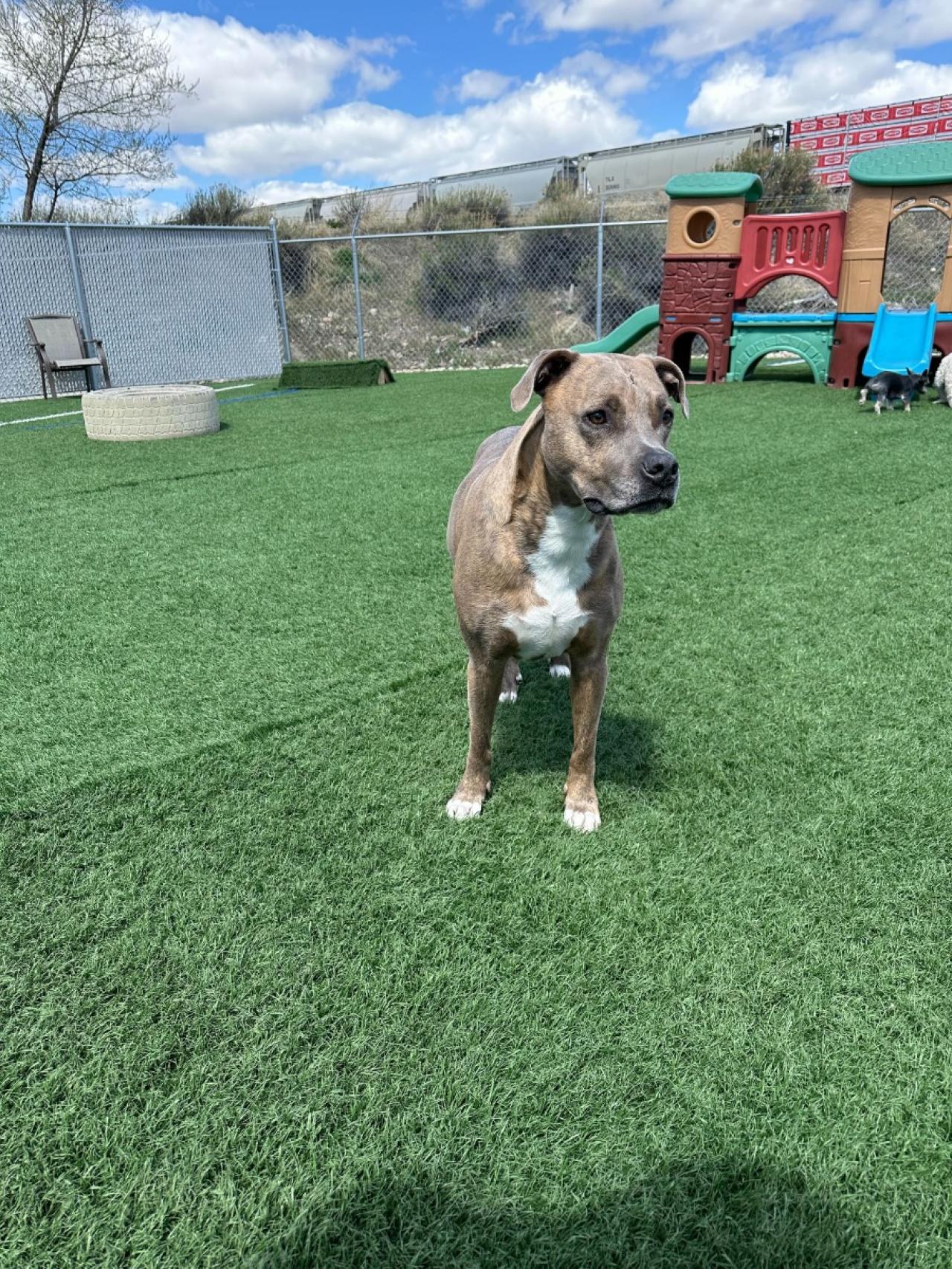 Urban Tails | Paw Partner