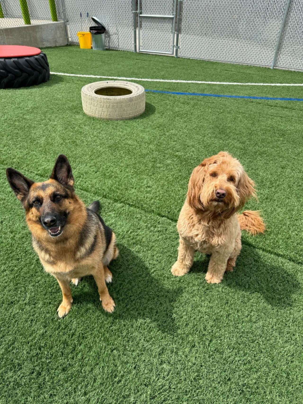 Urban Tails | Paw Partner