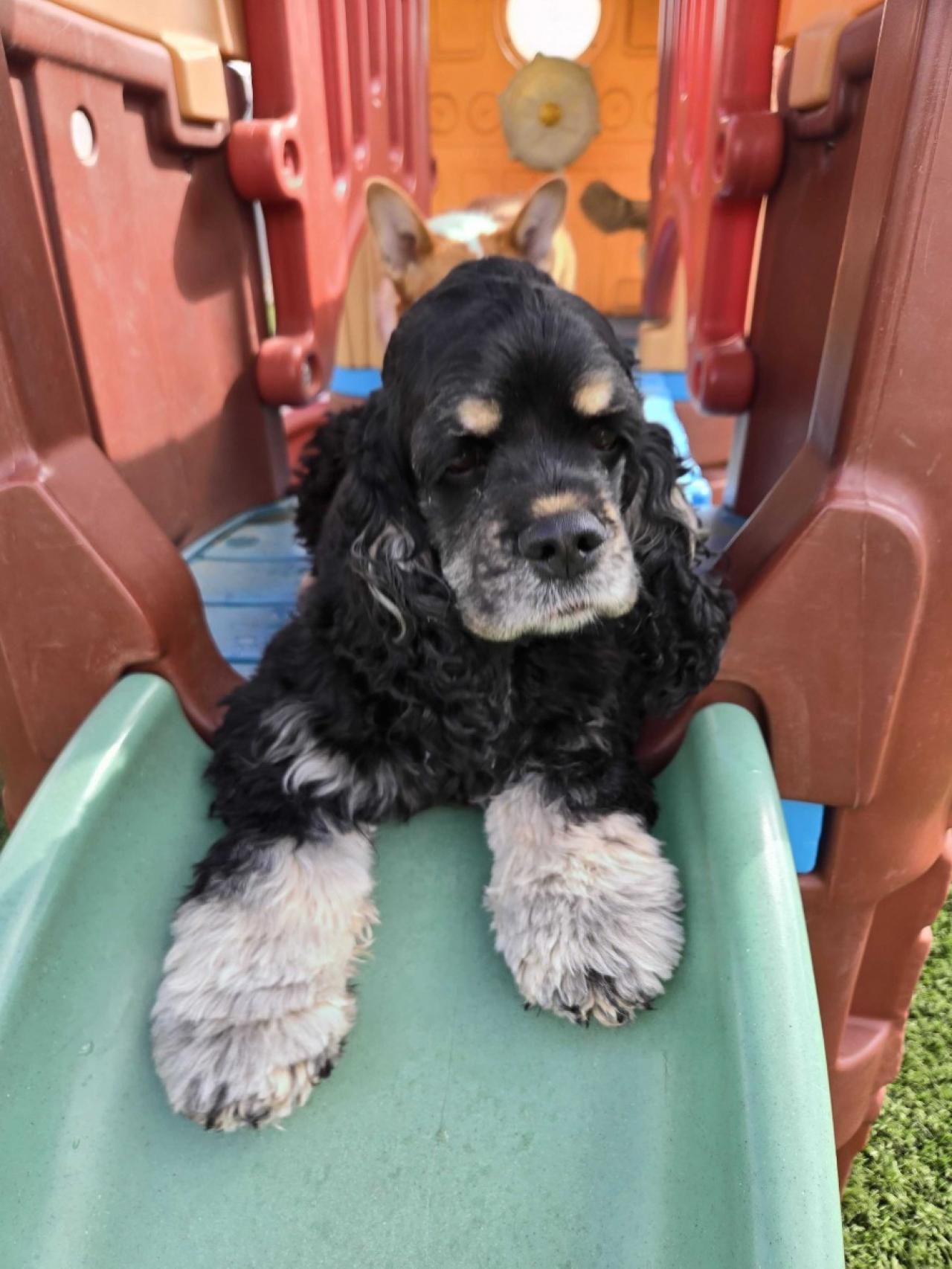 Urban Tails | Paw Partner