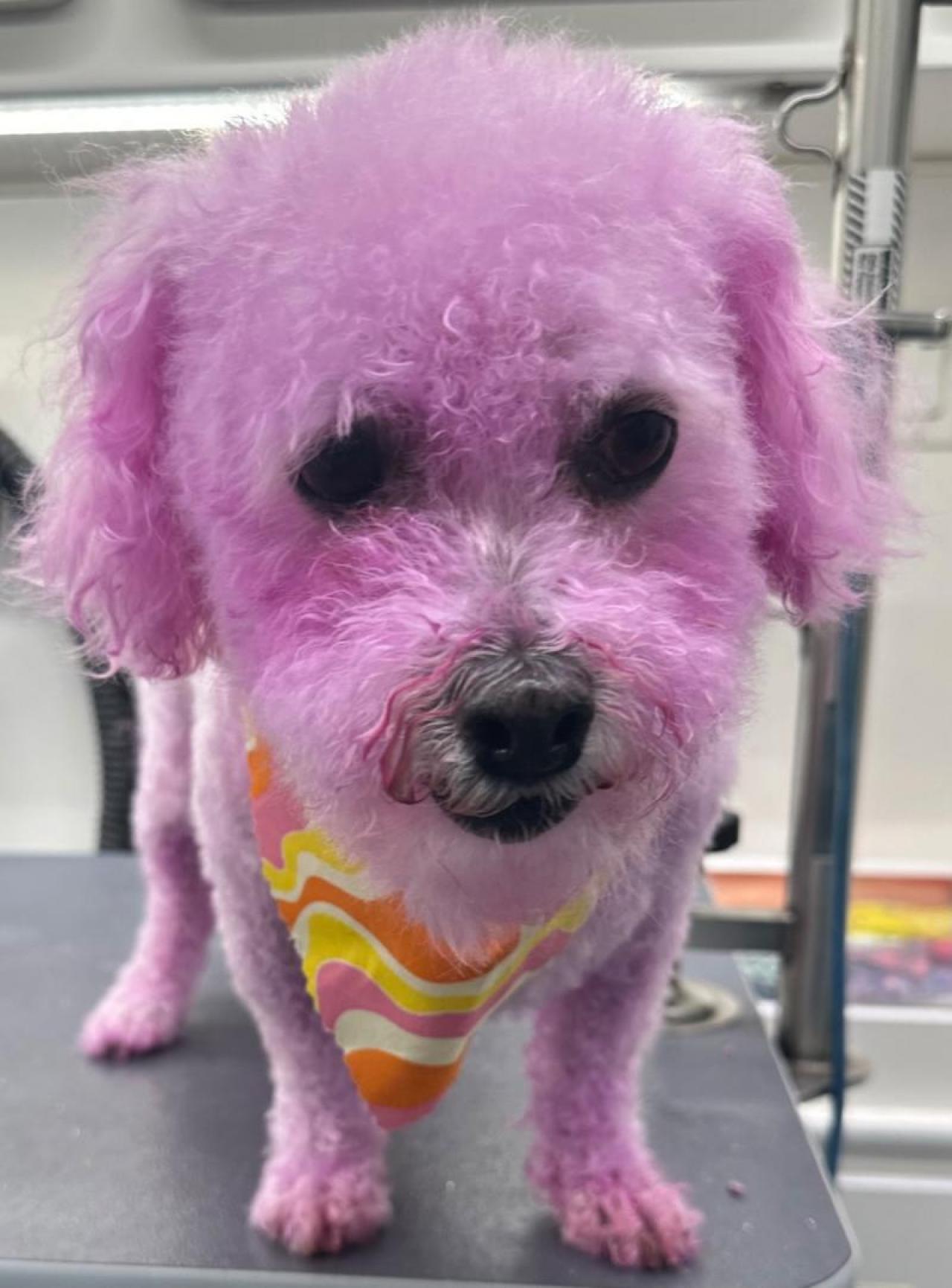 Happy Wags Lodge & Spa & Mobile Grooming | Paw Partner