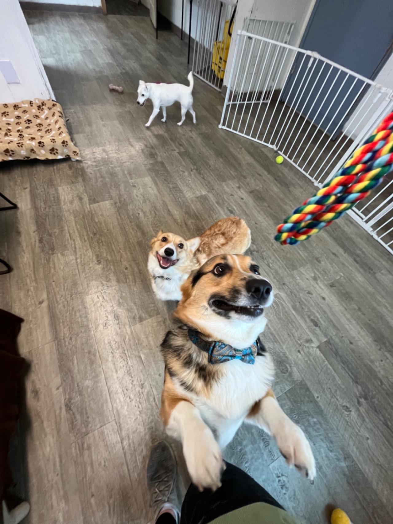 Camp Canine | Paw Partner