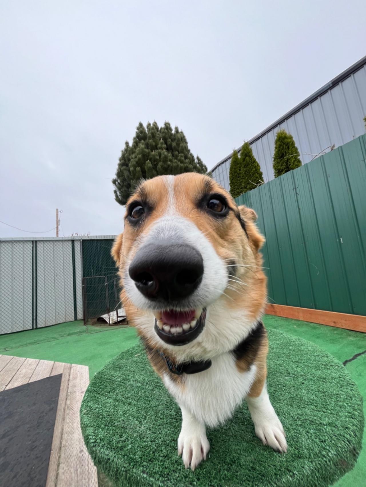 Camp Canine | Paw Partner