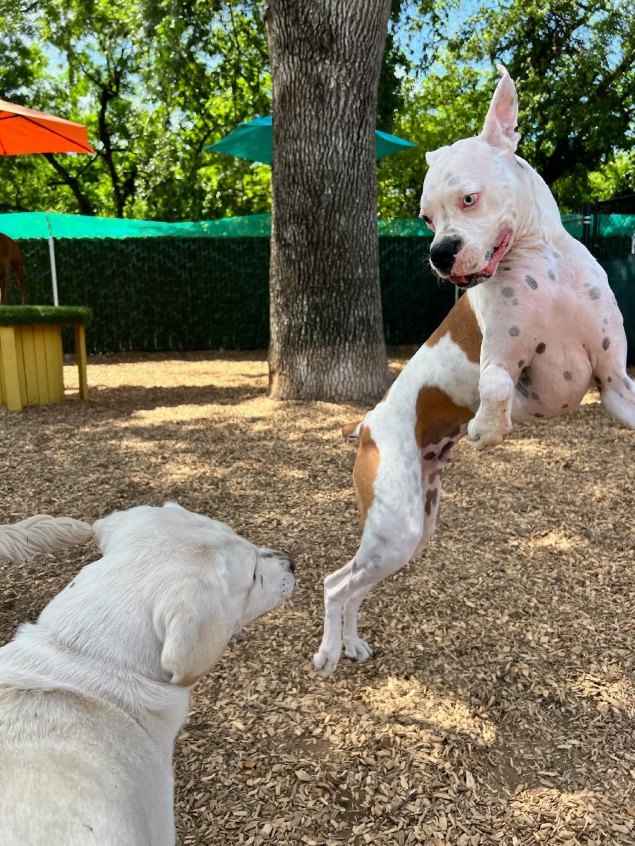 The Canine Connection | Paw Partner