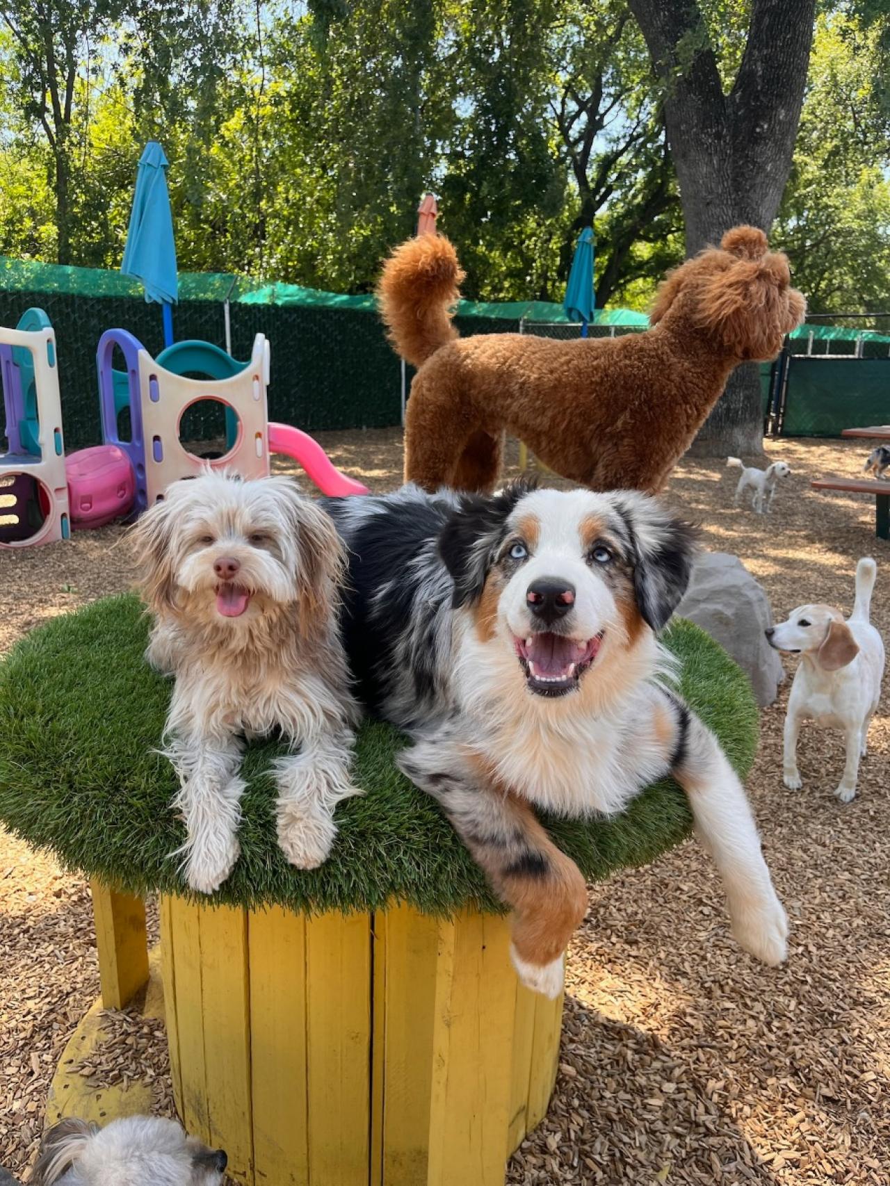 The Canine Connection | Paw Partner