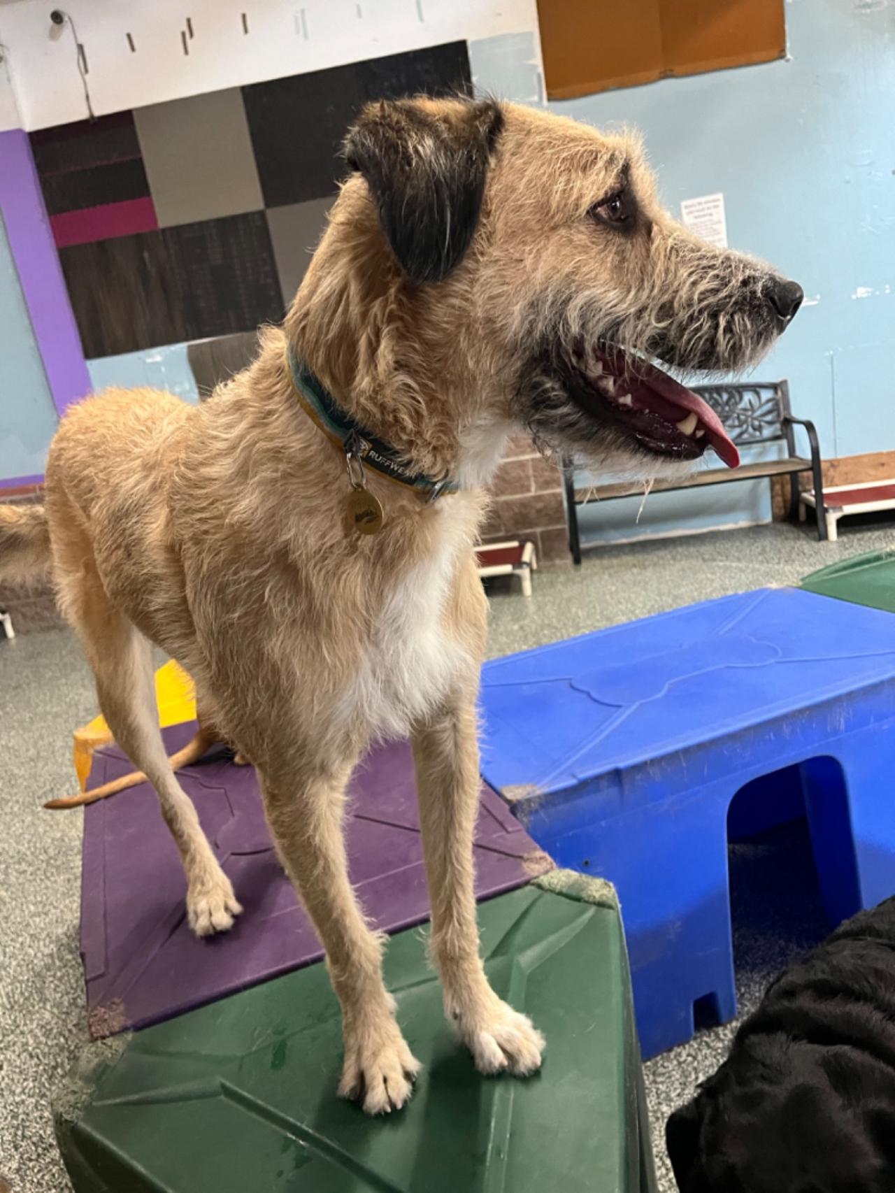 Dog Time Stay And Play | Paw Partner