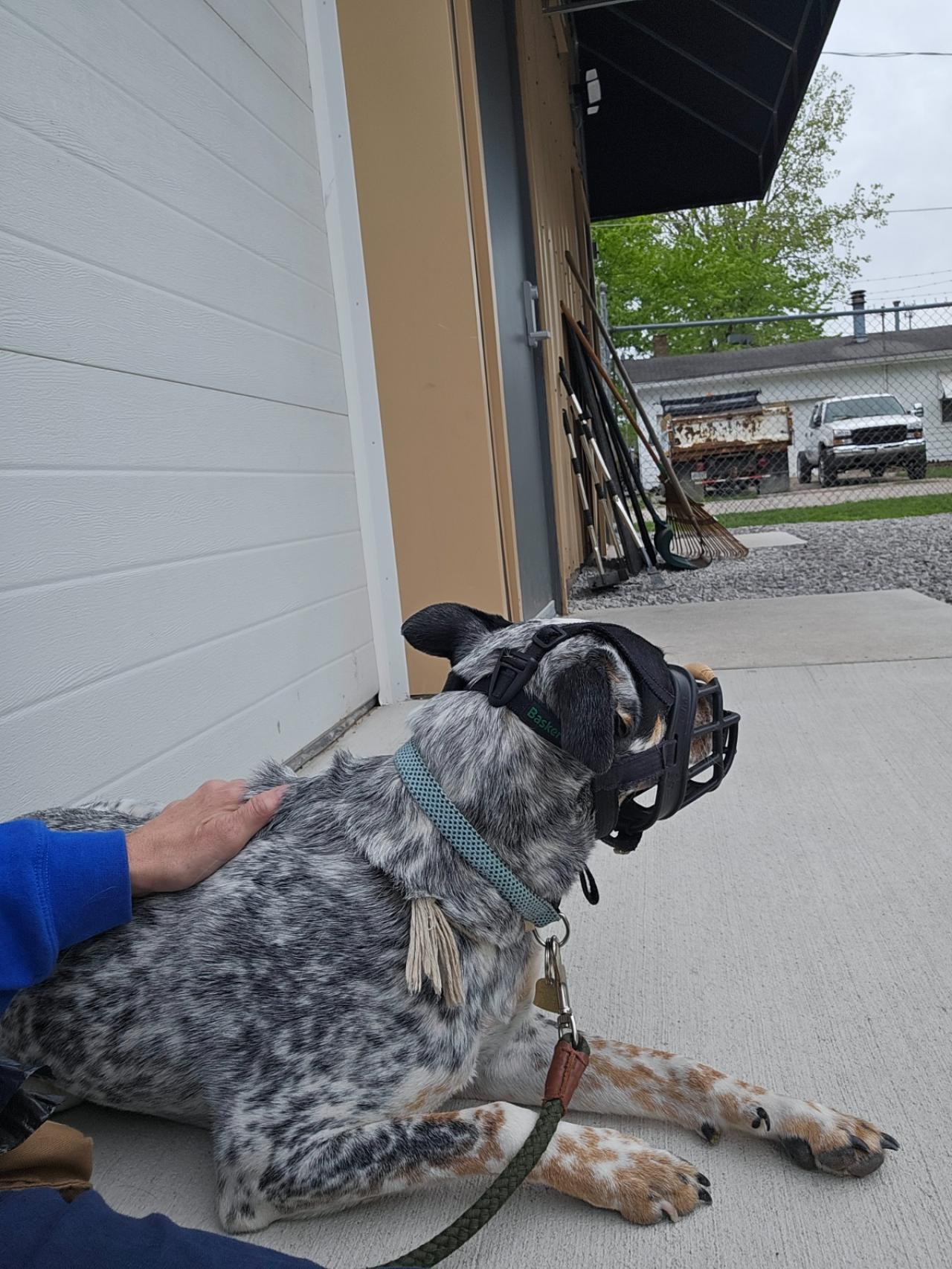 Paws & Beyond LLC | Paw Partner