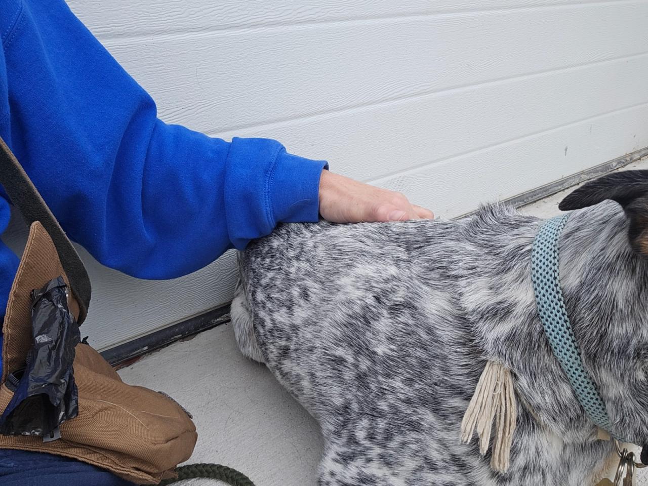 Paws & Beyond LLC | Paw Partner