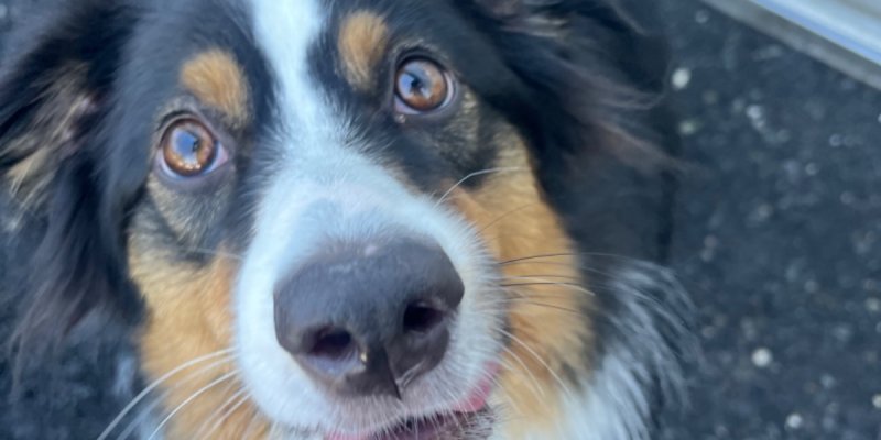 Tails-A-Wagging | Paw Partner