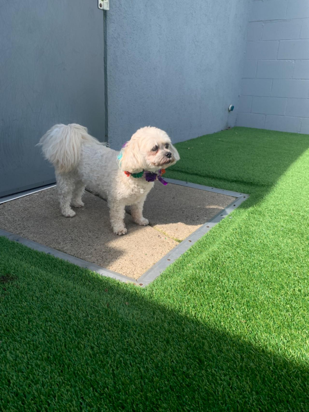 Wee Little Paws Inn - Crystal Lake | Paw Partner