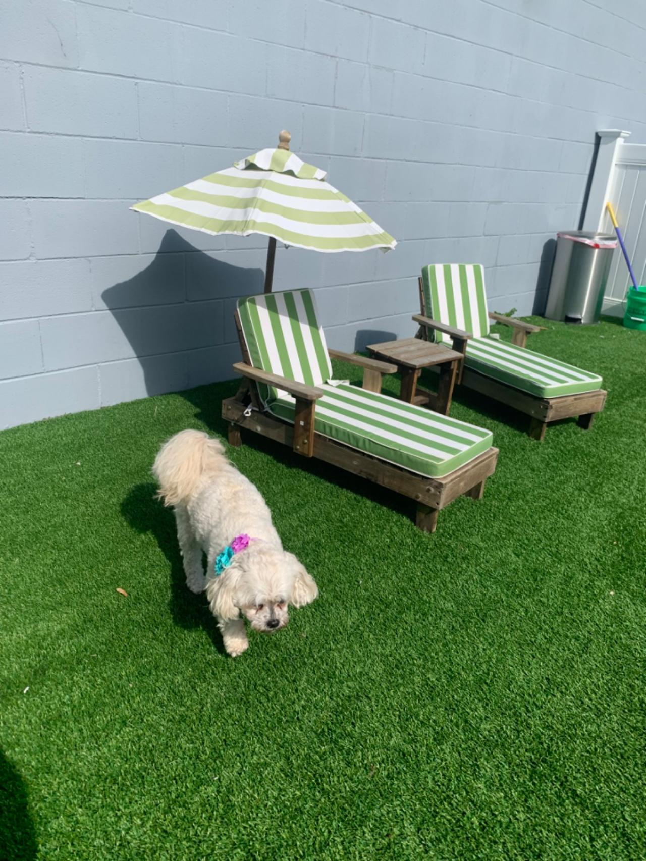 Wee Little Paws Inn - Crystal Lake | Paw Partner