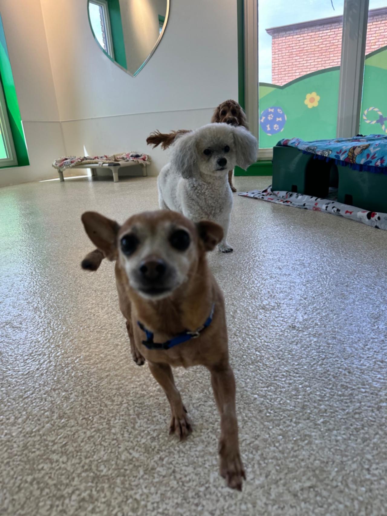 Wee Little Paws Inn - Crystal Lake | Paw Partner