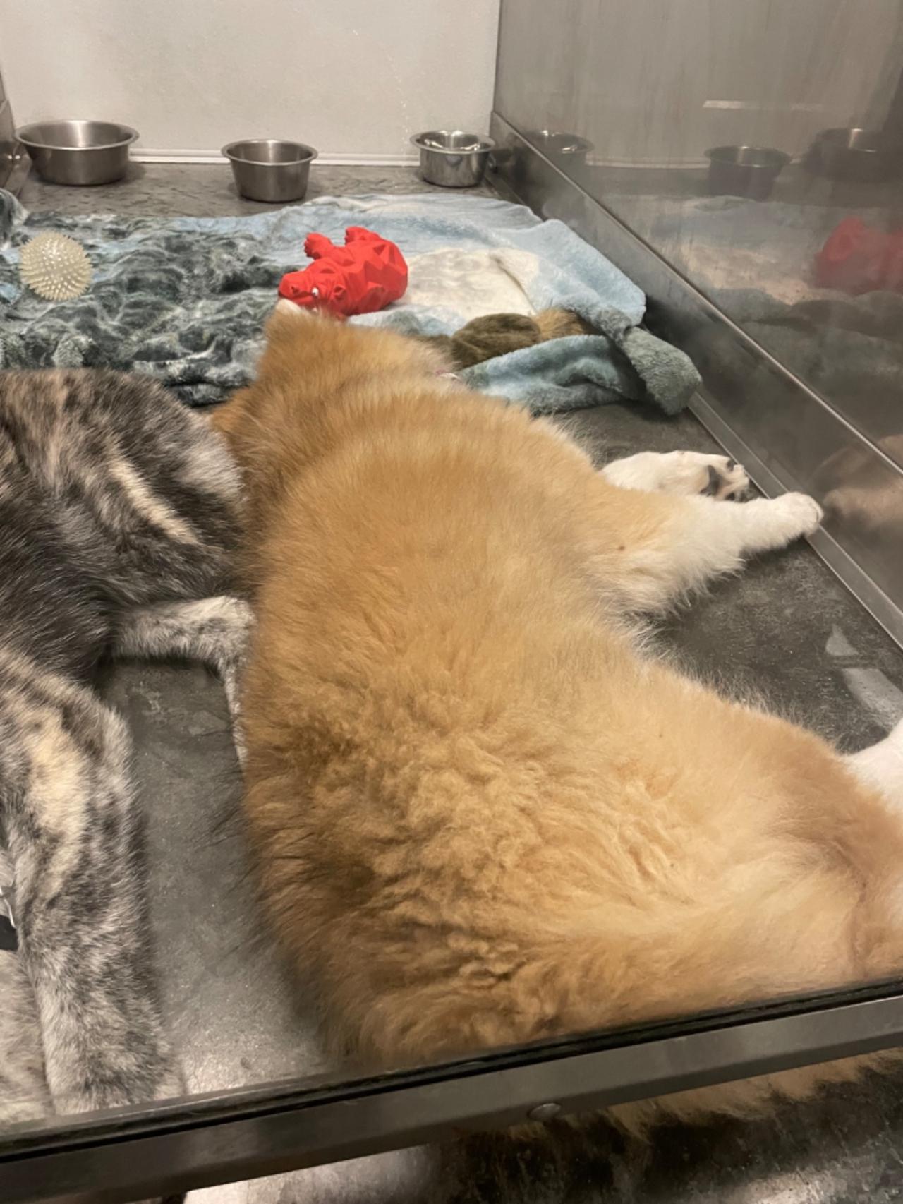 Princeton Pup House | Paw Partner