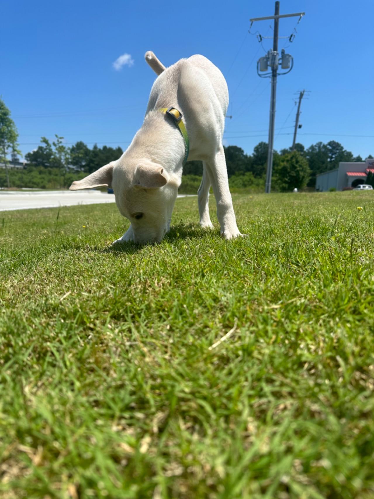 Rowdy Ruff House | Paw Partner