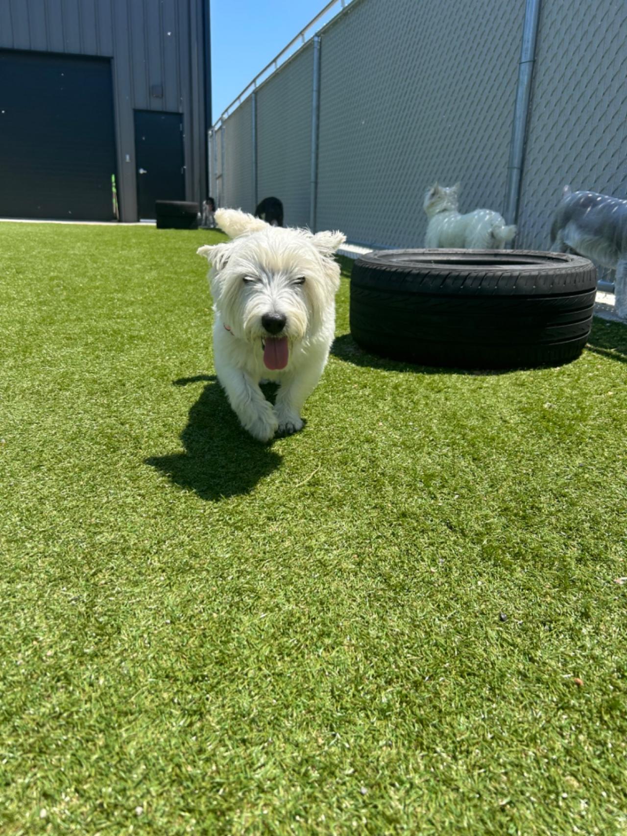 Rowdy Ruff House | Paw Partner